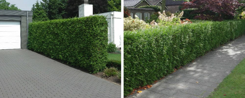 Conifer Hedges - Choosing The Right Conifer Hedging - Conifer Hedge