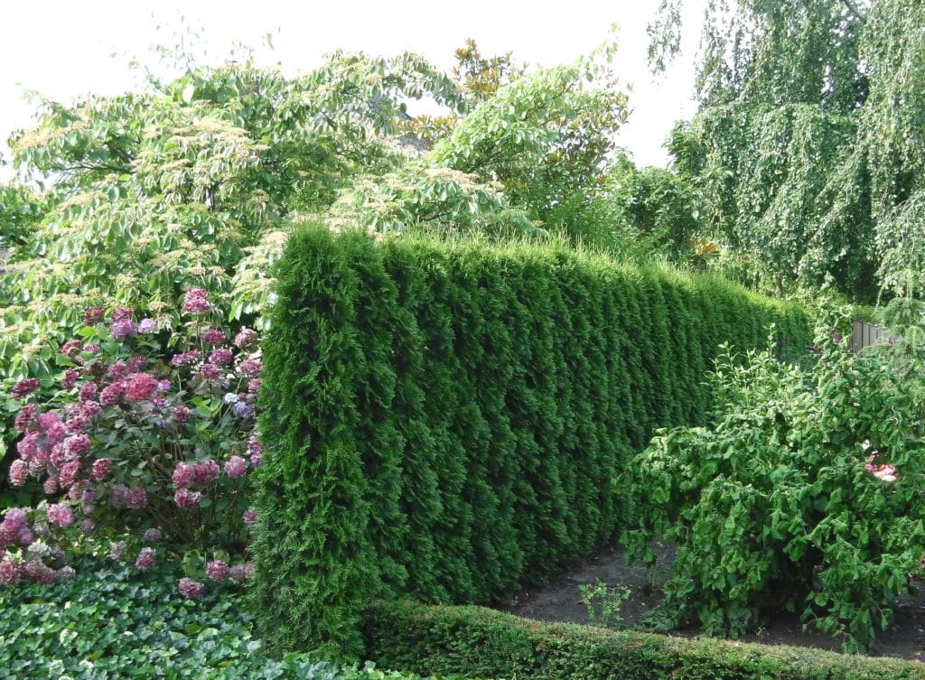 Western Red Cedar Hedge