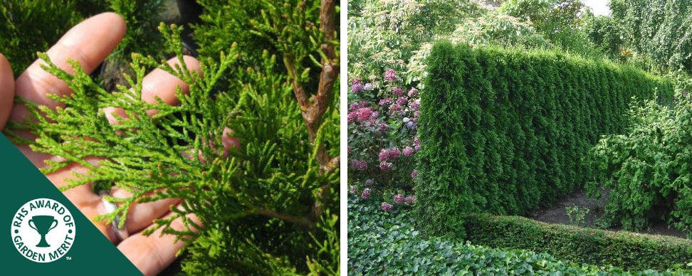 Thuja Hedge Plants For Sale | Western Red Cedar Hedging