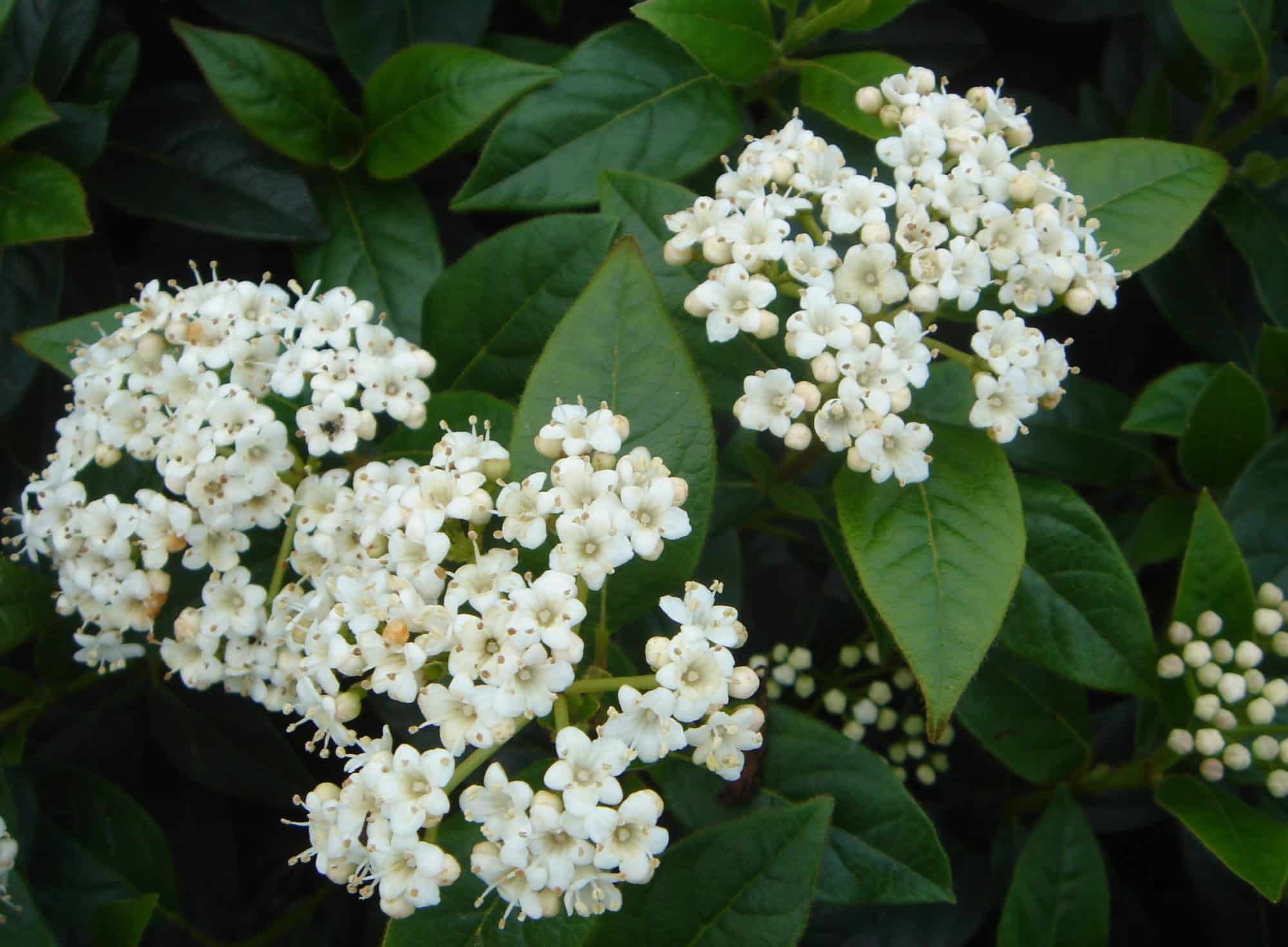 Buy Viburnum Tinus Hedging | Laurustinus Hedge Plants