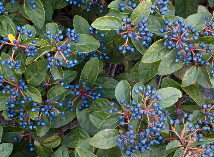 Viburnum Tinus Hedging Plants (Laurustinus)