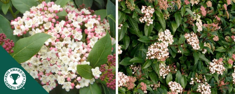 Buy Viburnum Hedges | Viburnum Hedge Plants | Hopes Grove Nurseries