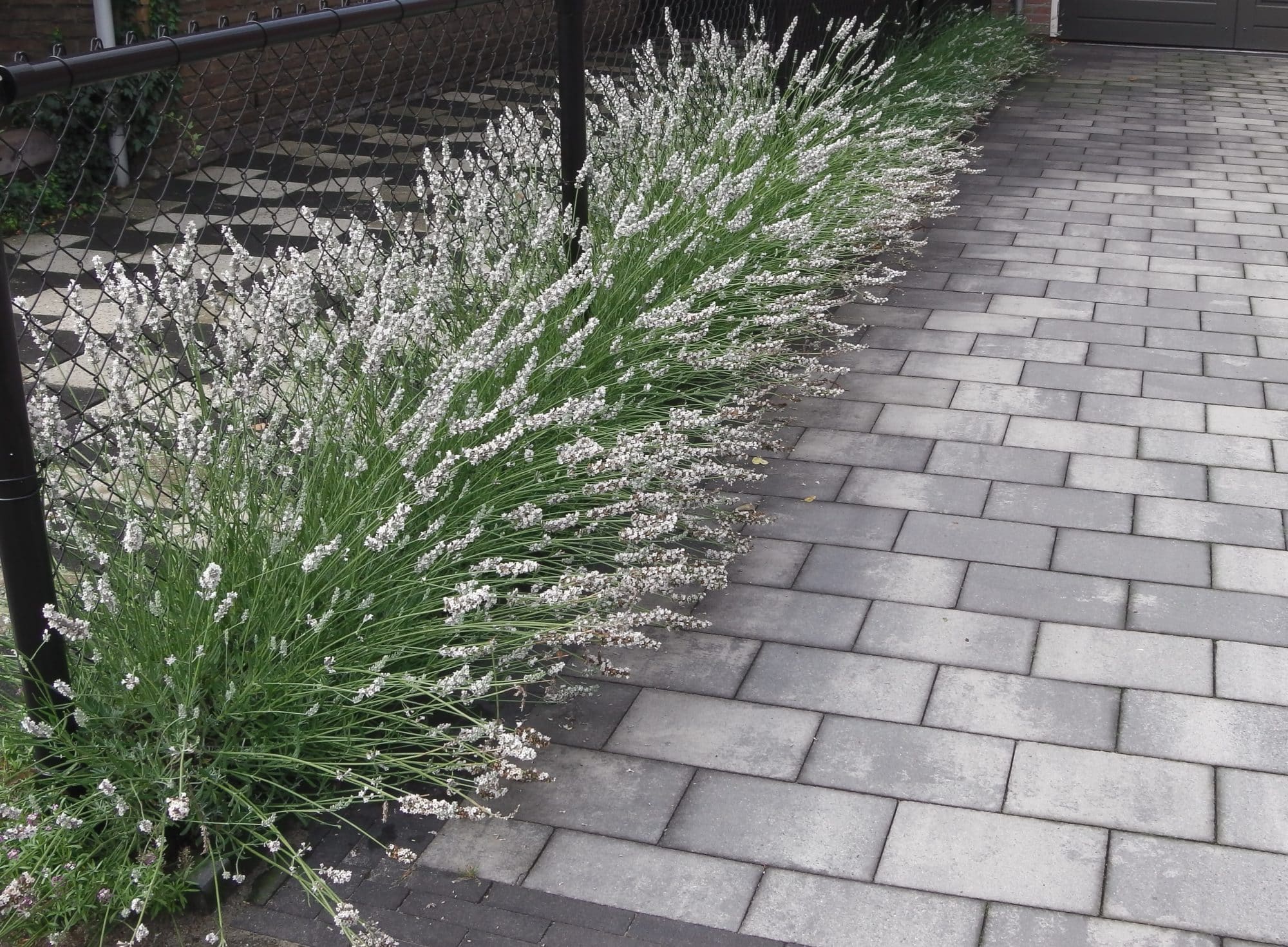 Lavender Hedging | Buy Lavender Hedge Plants | Hopes Grove Nurseries