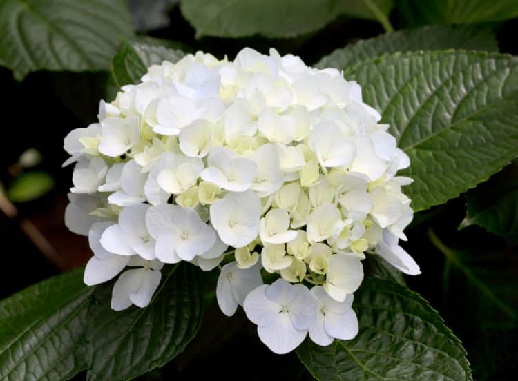 Buy Hydrangea Mophead White Hedging Plants