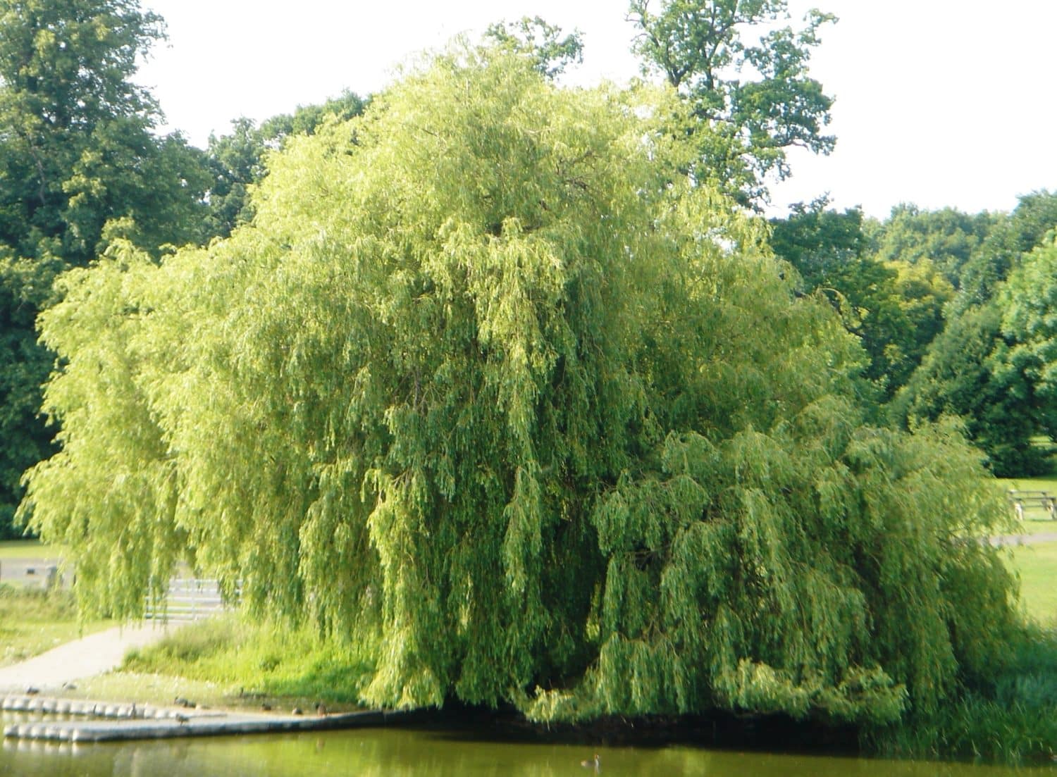 Buy Weeping Golden Willow Salix Chrysocoma Hedging By Hopes Grove