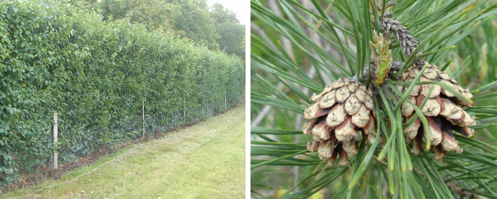 Choosing The Right Hedge - Hedging Advice - Choose Hedges Correctly