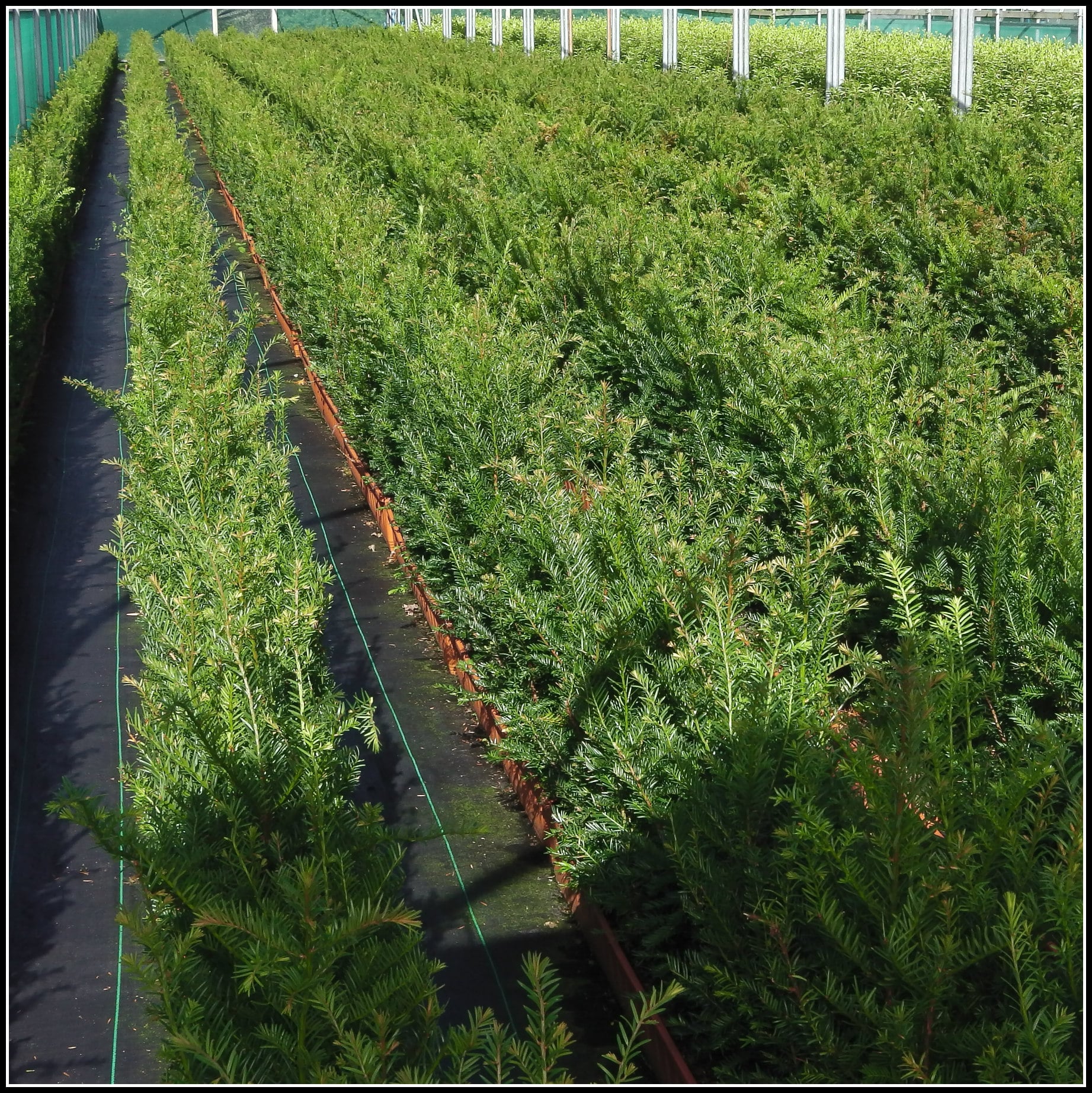 Buy Instant Hedge Plants | Instant Hedging in Troughs | Hopes Grove ...
