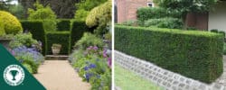 Buy Instant Hedge Plants | Instant Hedging in Troughs | Hopes Grove ...