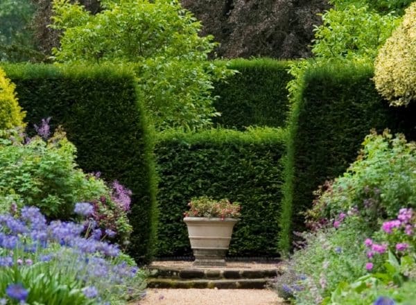 Buy Yew Hedges & Yew Hedging Plants | Taxus Baccata | Hopes Grove Nurseries