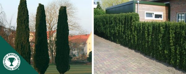 Buy Root Ball Hedging | Root Ball Hedge Plants | Rootball Hedges