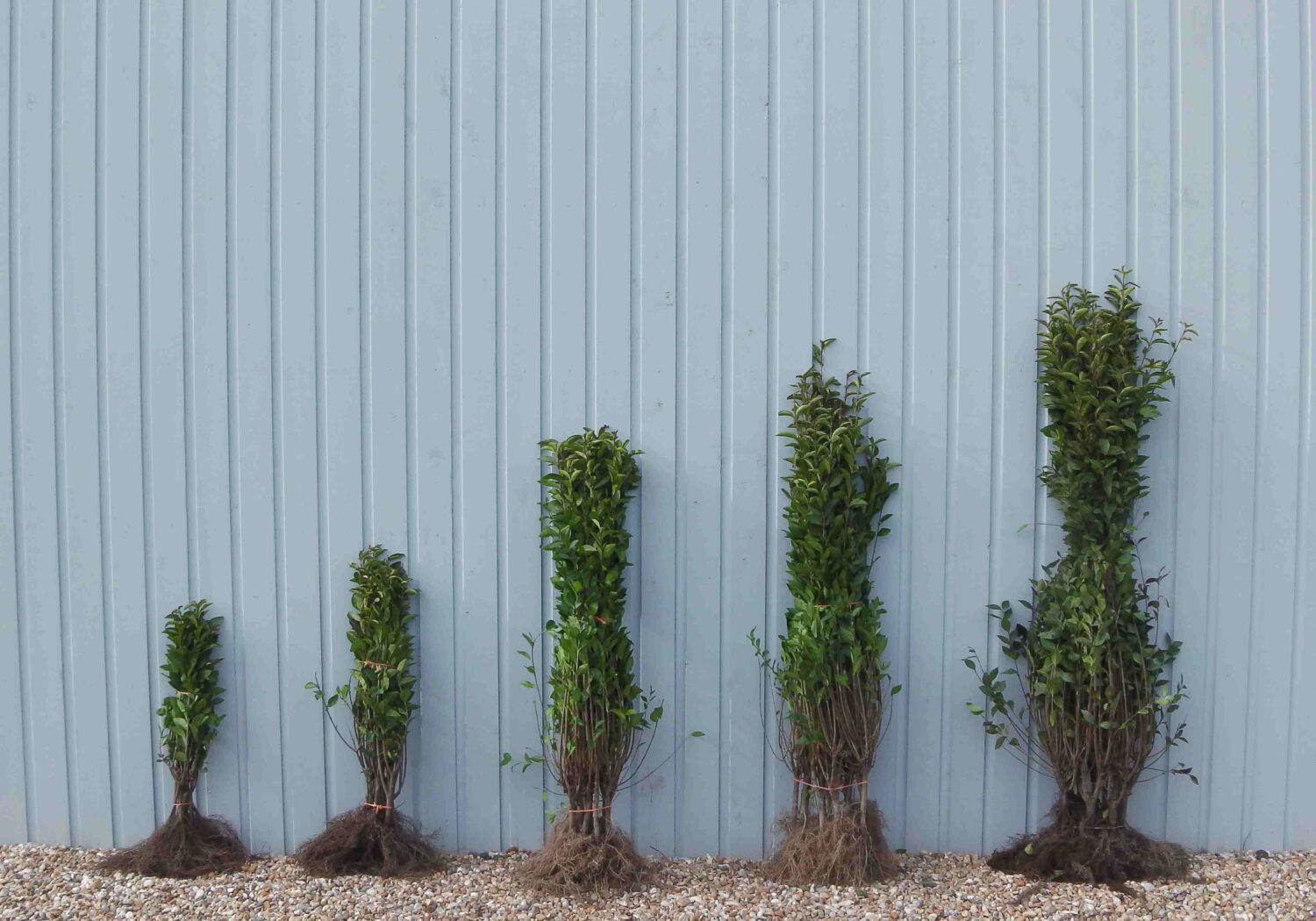 Bare Root Hedging - By Hopes Grove Nurseries