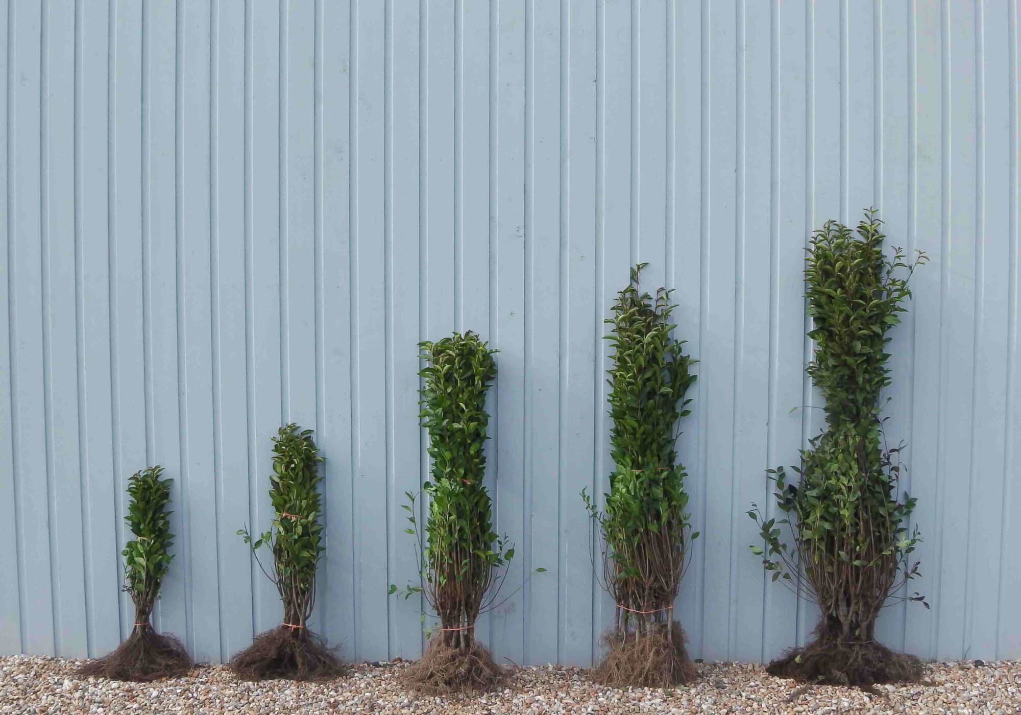 Bare Root Hedging - By Hopes Grove Nurseries