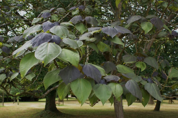 Buy Catalpa Erubescens Purpurea | Purple Indian Bean Trees | Hopes Grove