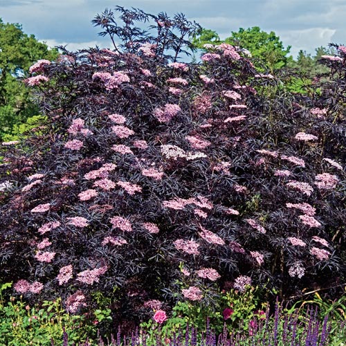 Buy Sambucus Nigra Black Lace | Elder Black Lace - Trees & Hedging ...
