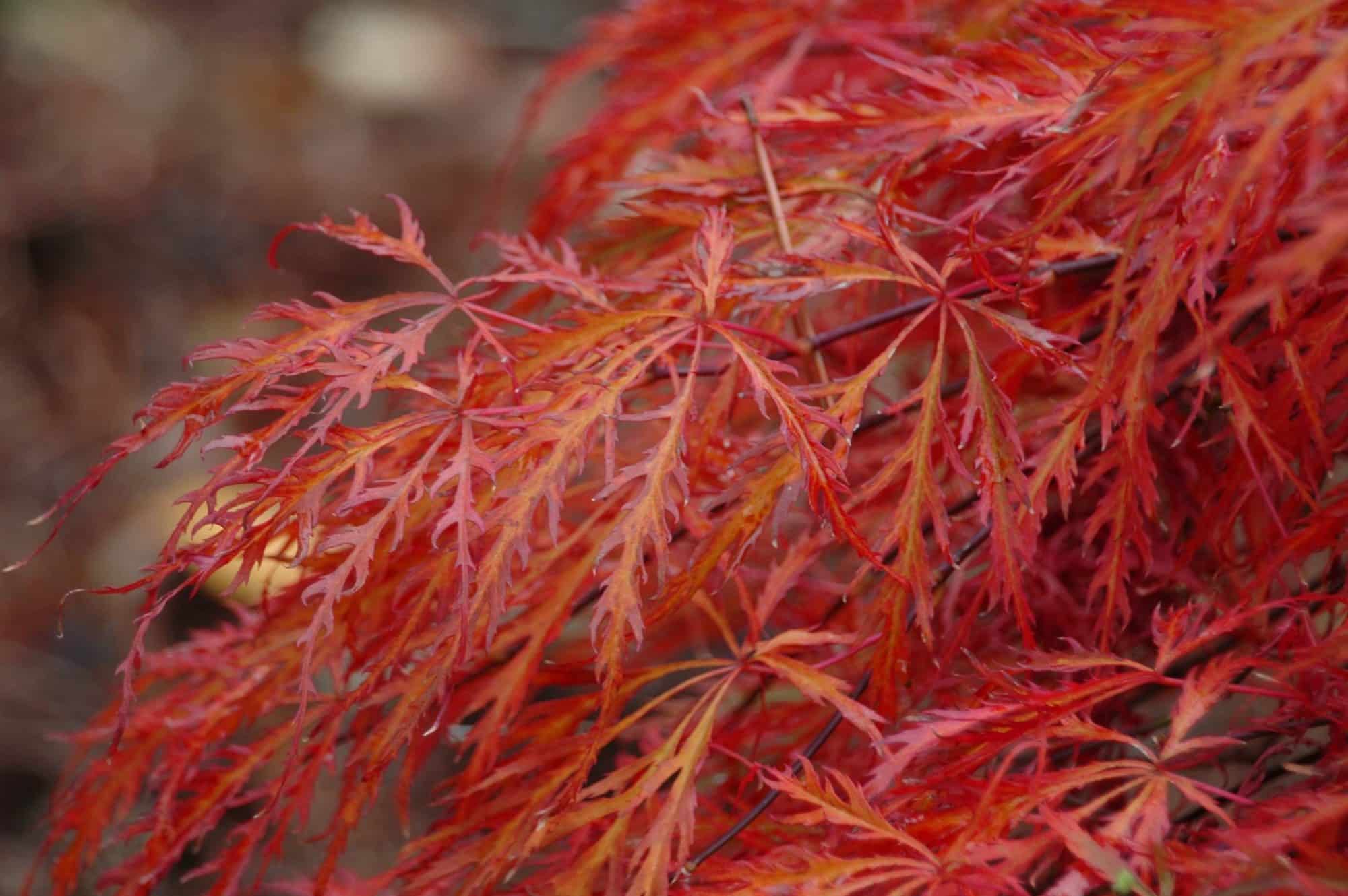 Buy Acer Palmatum Dissectum Garnet | Japanese Maple Garnet Oriental Trees
