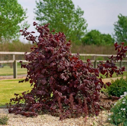 Buy Hazel Trees | Corylus Avellane Plants | Hazel Hedging from Hopes ...