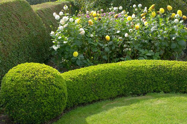 Bare Root Hedging - By Hopes Grove Nurseries