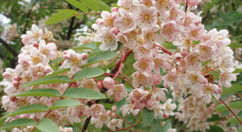 Buy Pink Pagoda | Sorbus Pseudohupehensis Pink Pagoda Hedging Plants