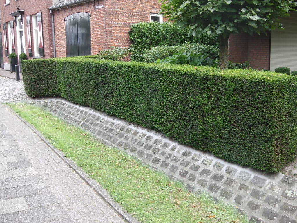 Conifer Hedges - Choosing The Right Conifer Hedging - Conifer Hedge