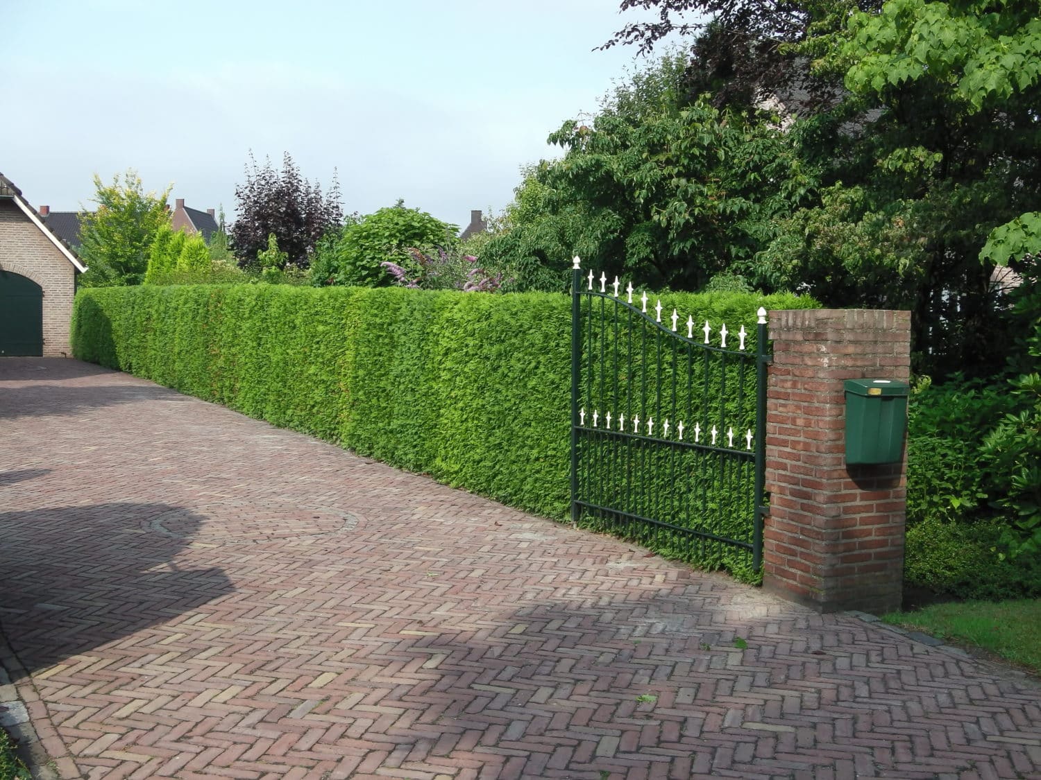 Conifer Hedges - Choosing The Right Conifer Hedging - Conifer Hedge