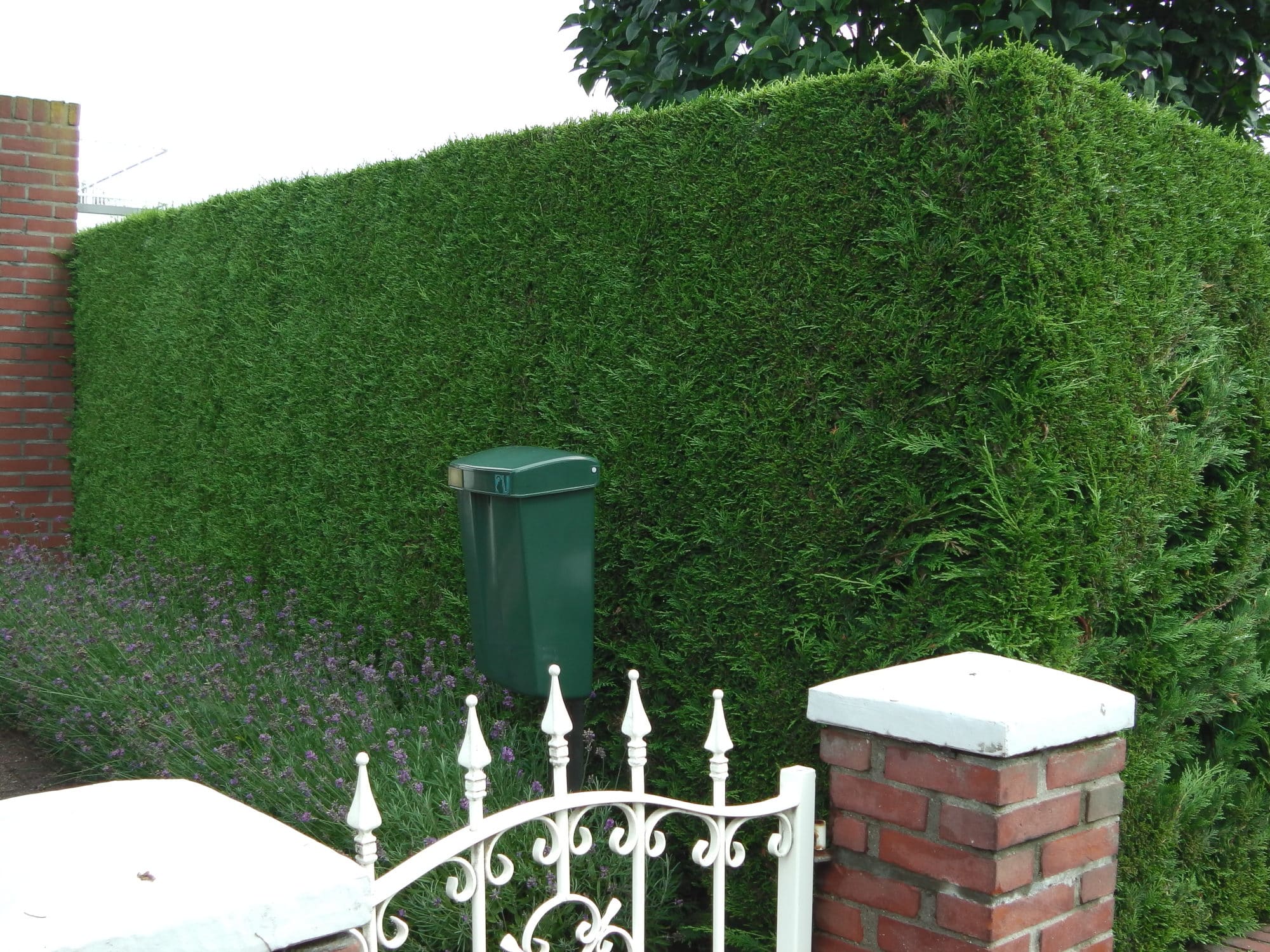 Conifer Hedges - Choosing The Right Conifer Hedging - Conifer Hedge