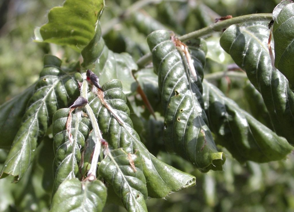 Pests, Diseases & Problems with Beech Hedges - Hopes Grove Nurseries
