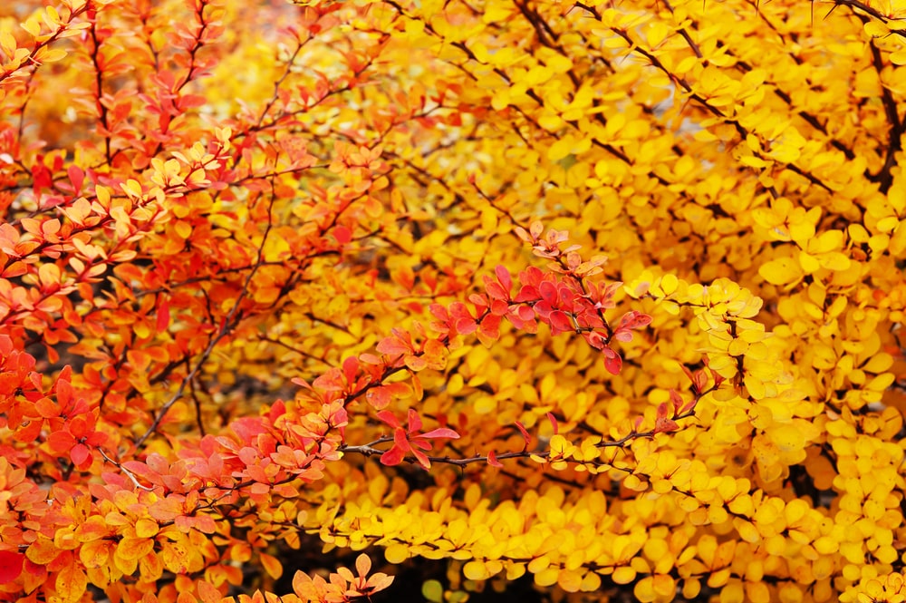Hedges with Autumn Colour - Hedging Plants For Autumn Foliage