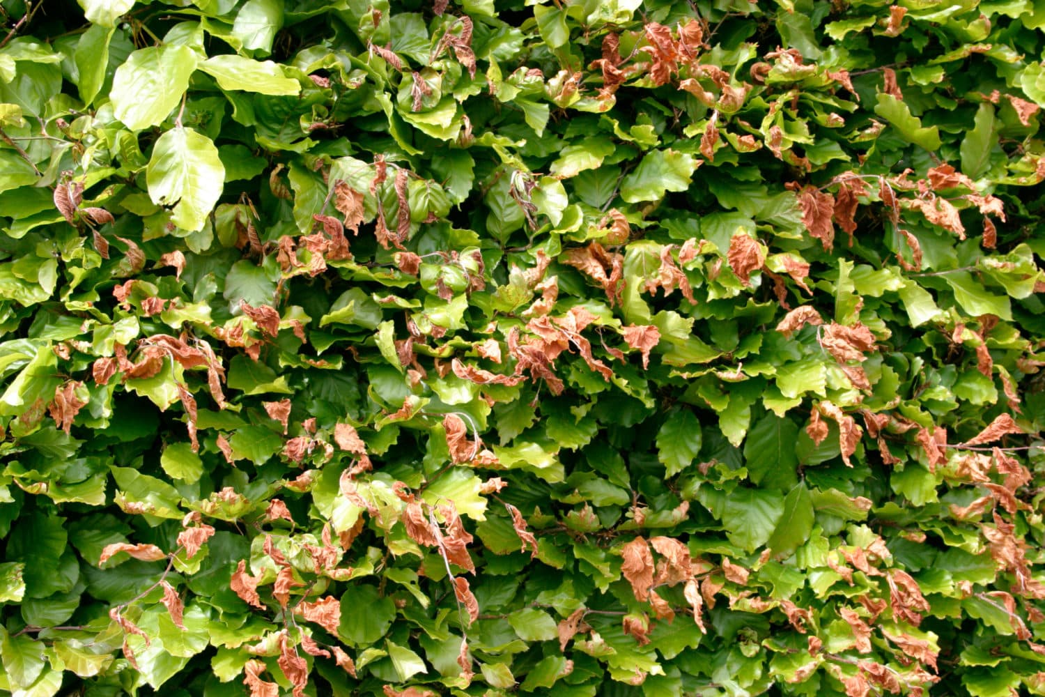 Pests, Diseases & Problems with Beech Hedges - Hopes Grove Nurseries
