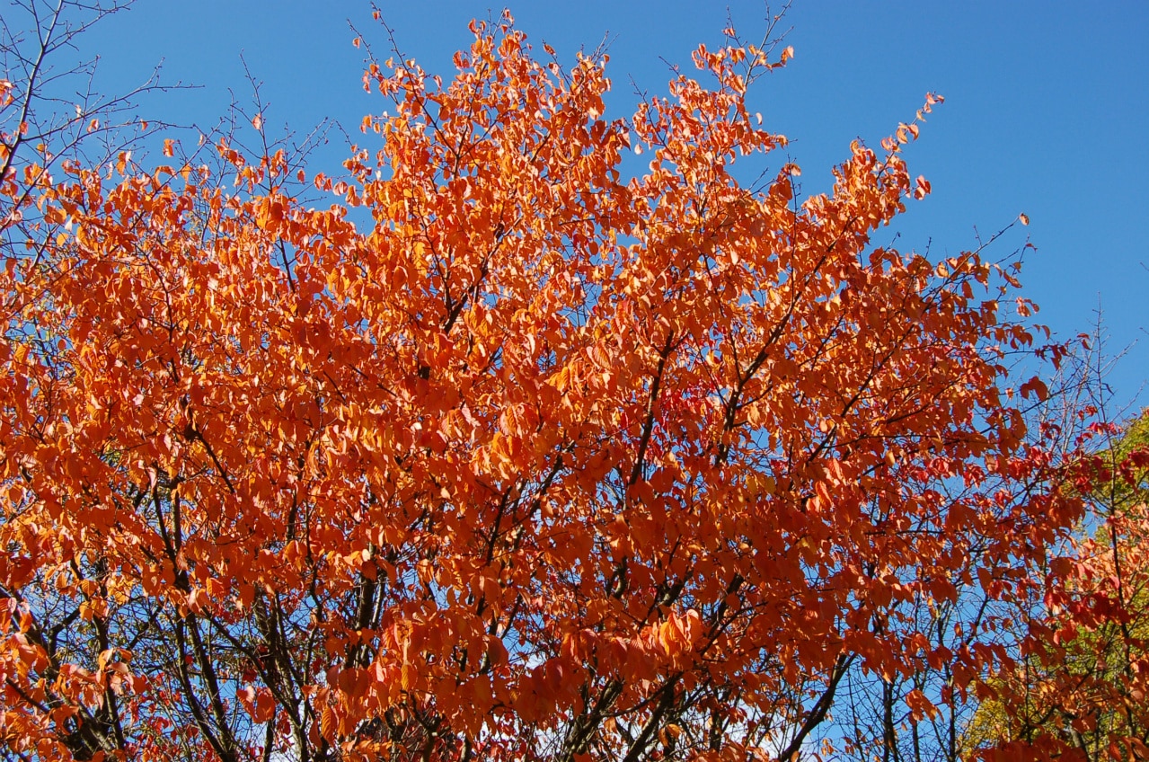 Hedges with Autumn Colour - Hedging Plants For Autumn Foliage