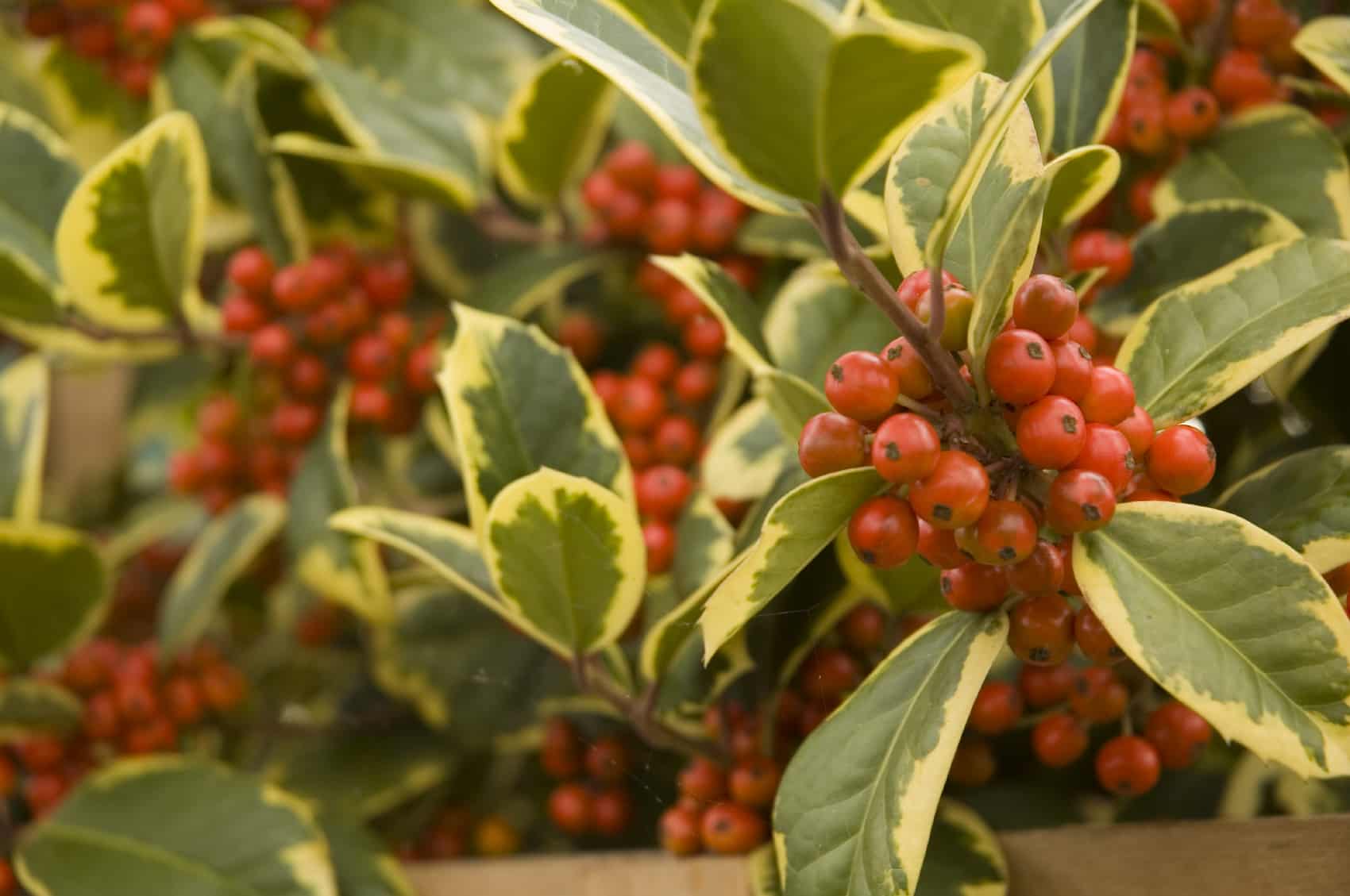 Seaside Hedging Plants - Hedges To Grow By The Sea - Coastal Hedges