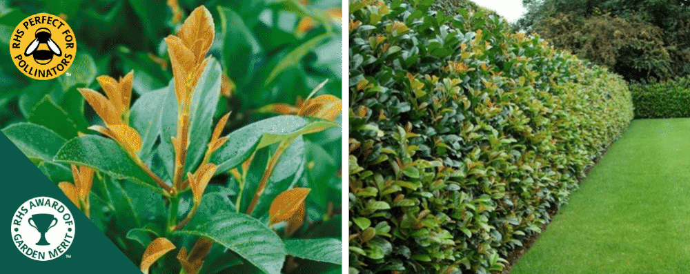 Laurel Hedging | Laurel Hedges for Sale | Hopes Grove Nurseries