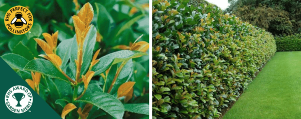 Buy Root Ball Hedging | Root Ball Hedge Plants | Rootball Hedges