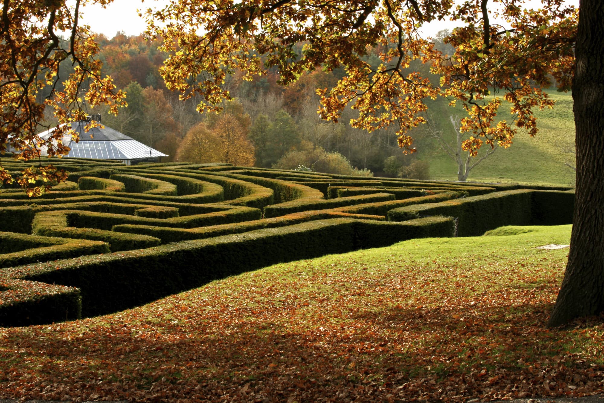 Conifer Hedges - Choosing The Right Conifer Hedging - Conifer Hedge