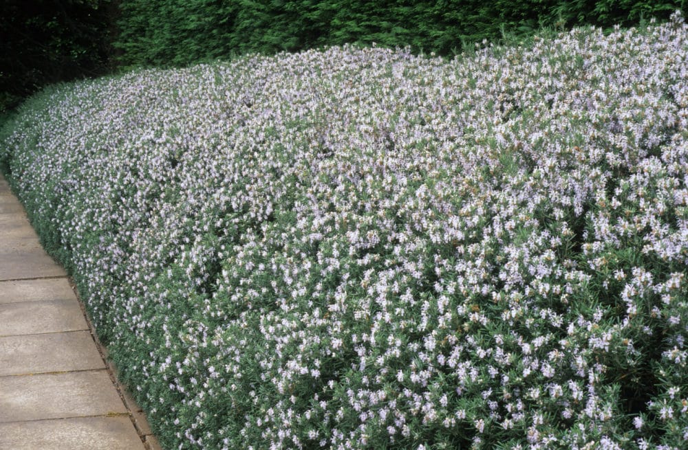 Scented Hedging - Hedges With Fragrant Flowers - Fragrant Hedge Plants