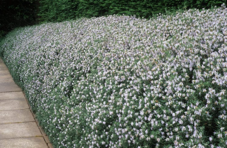 Scented Hedging - Hedges With Fragrant Flowers - Fragrant Hedge Plants