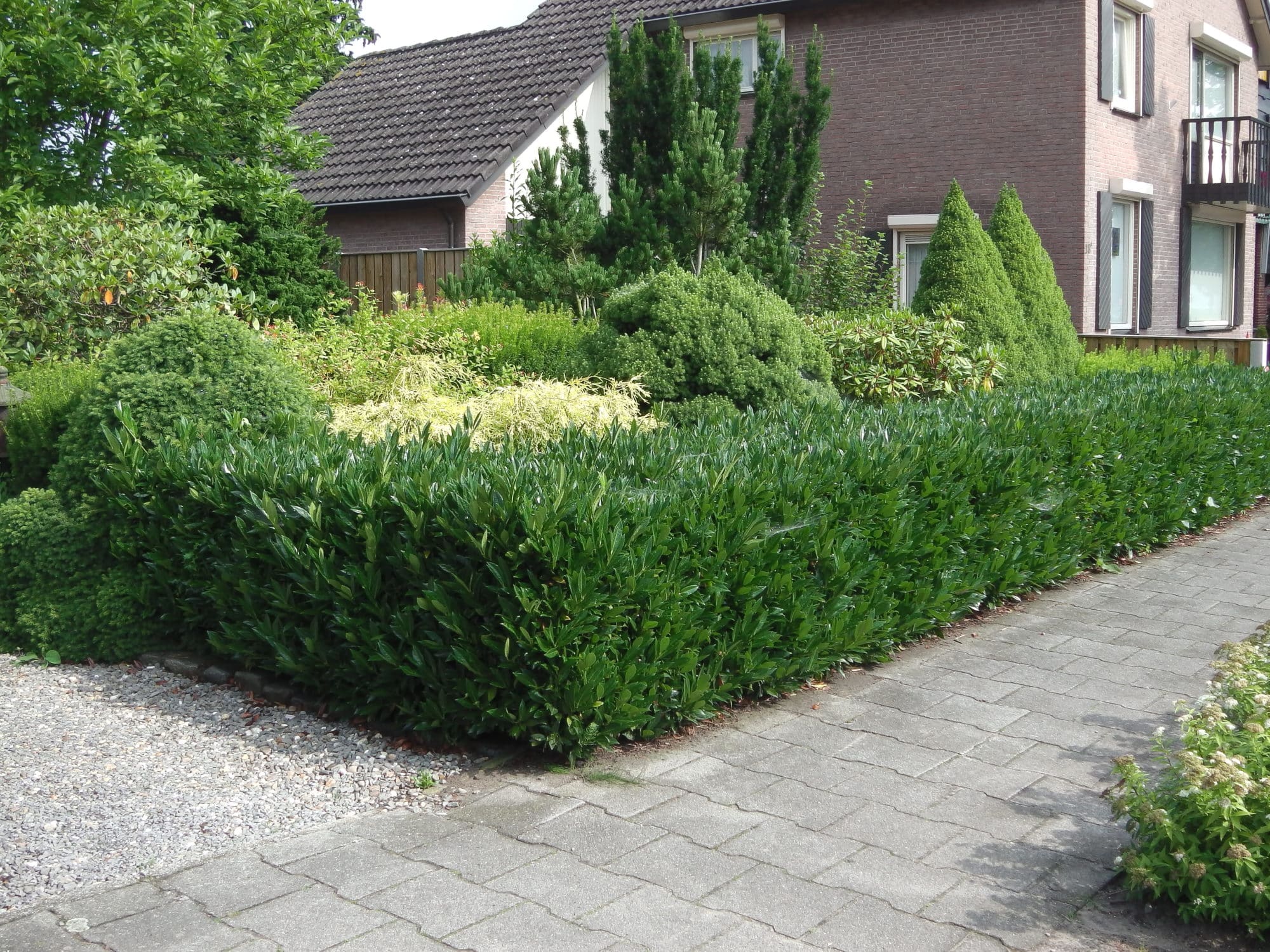 Small Hedges - Low Ornamental Hedging - Small And Dwarf Hedge Plants