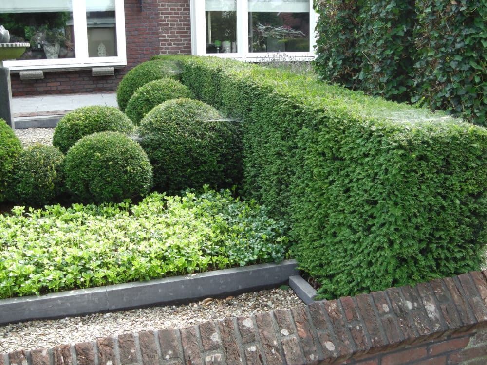Small Hedges - Low Ornamental Hedging - Small And Dwarf Hedge Plants