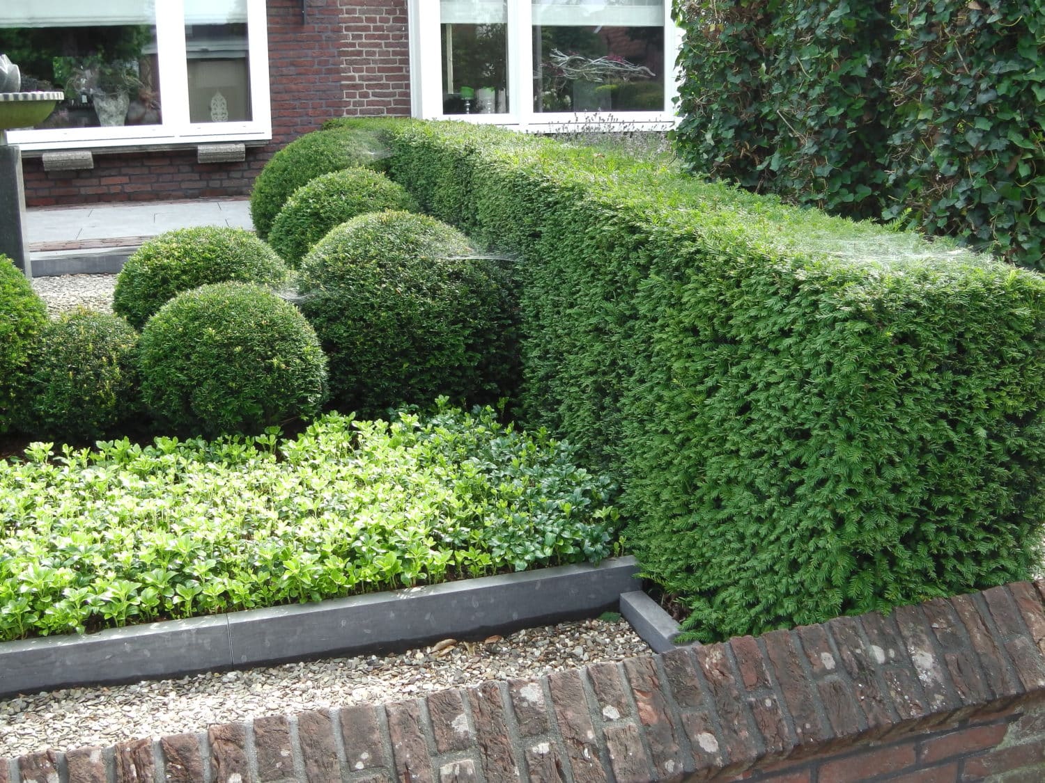 Small Hedges - Low Ornamental Hedging - Small And Dwarf Hedge Plants