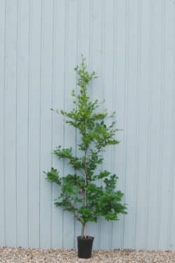 Potted Hedging - Pot Grown Hedge Plants - Hopes Grove Nurseries