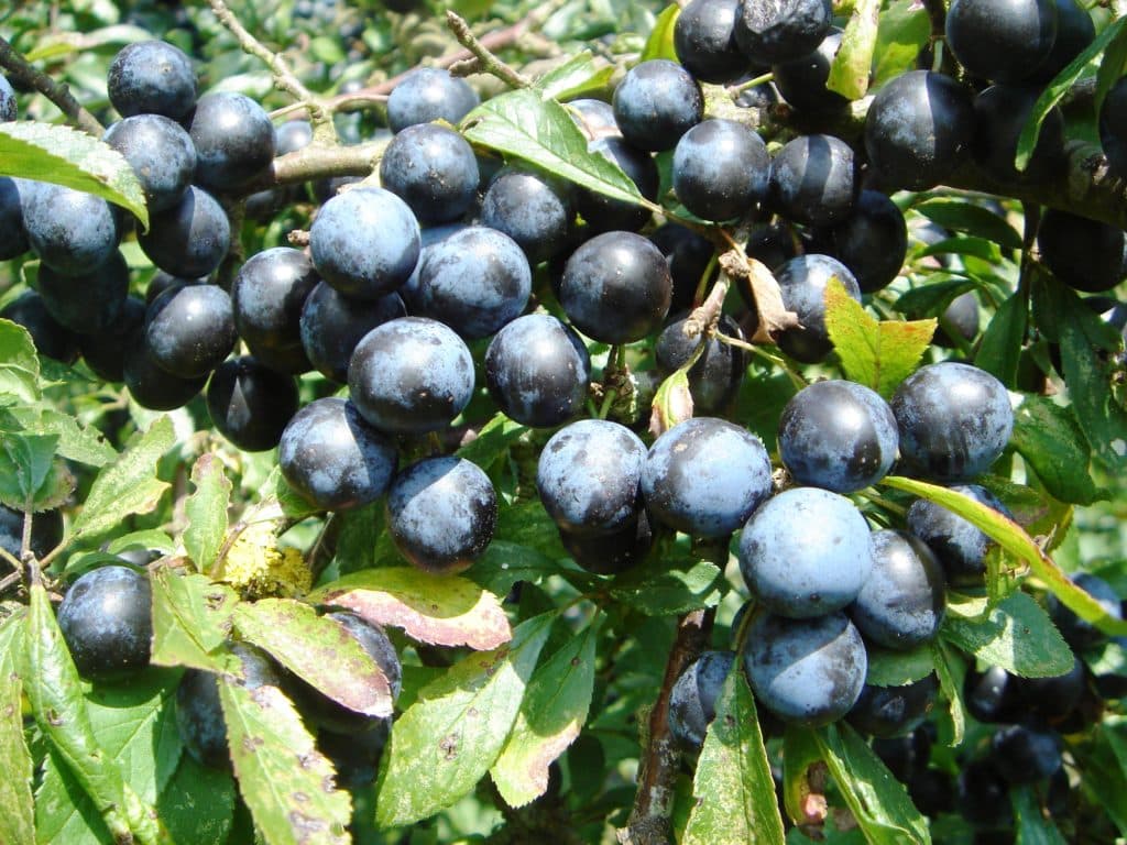 Hedges With Edible Fruits - Foraging Hedgerow - Edible Hedging