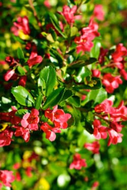 Escallonia Red Hedging Plants (Escallonia Crimson Spire)