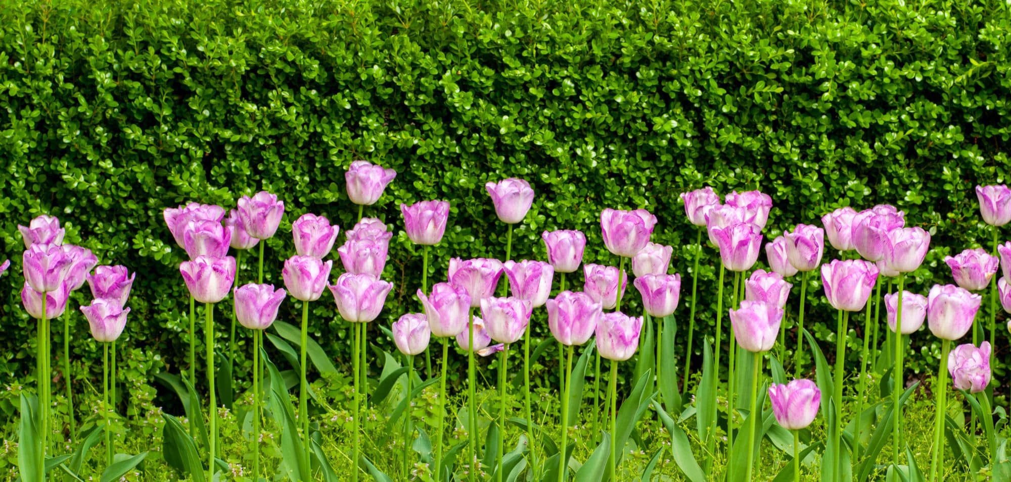 Small Hedges - Low Ornamental Hedging - Small And Dwarf Hedge Plants