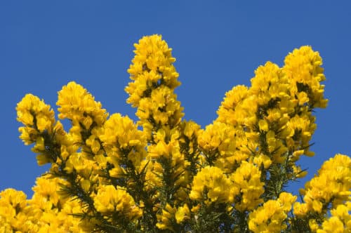 Security Hedging Plants - Thorny Hedges Deter Intruders - Prickly Hedges