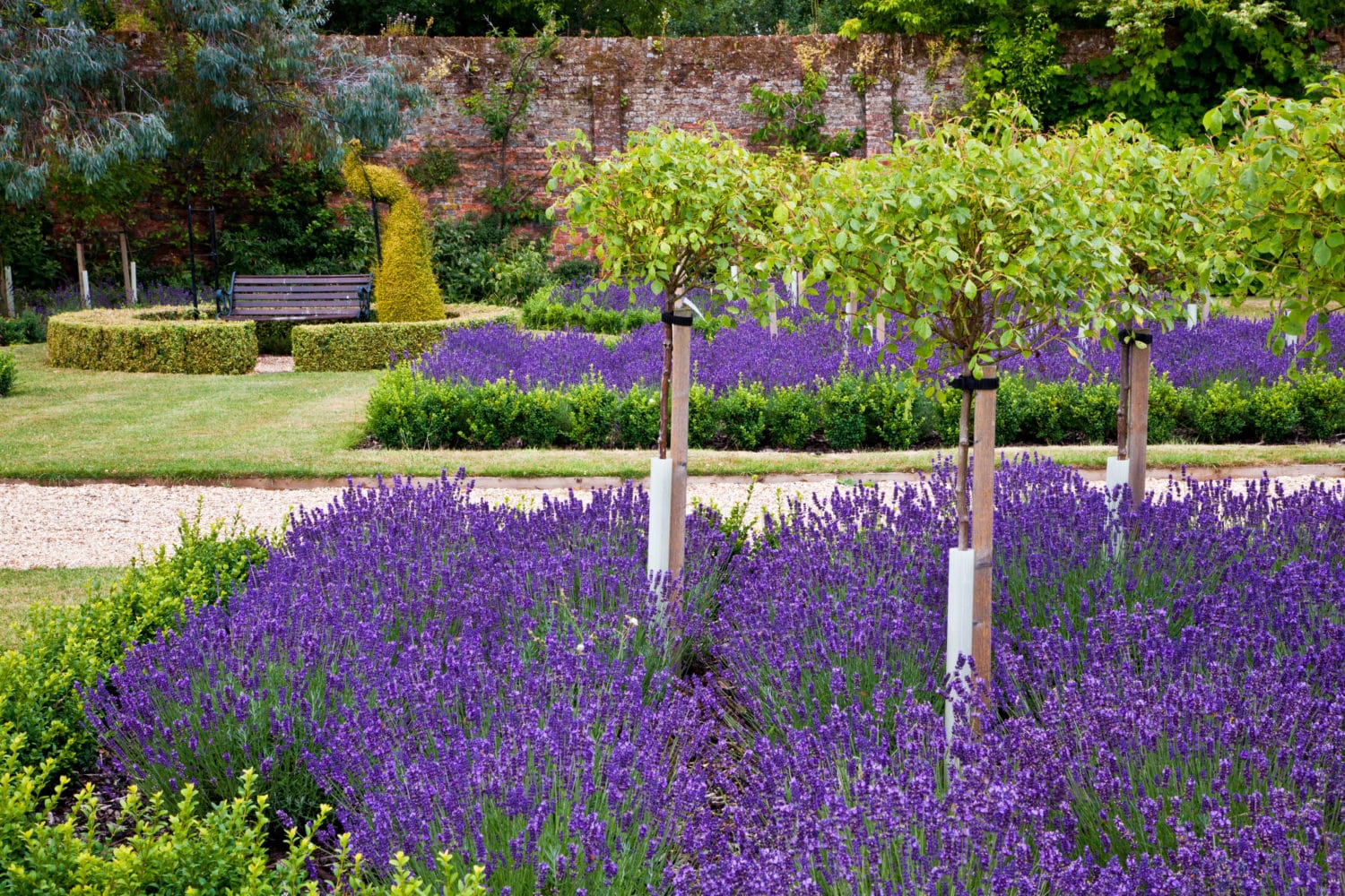 Small Hedges - Low Ornamental Hedging - Small And Dwarf Hedge Plants