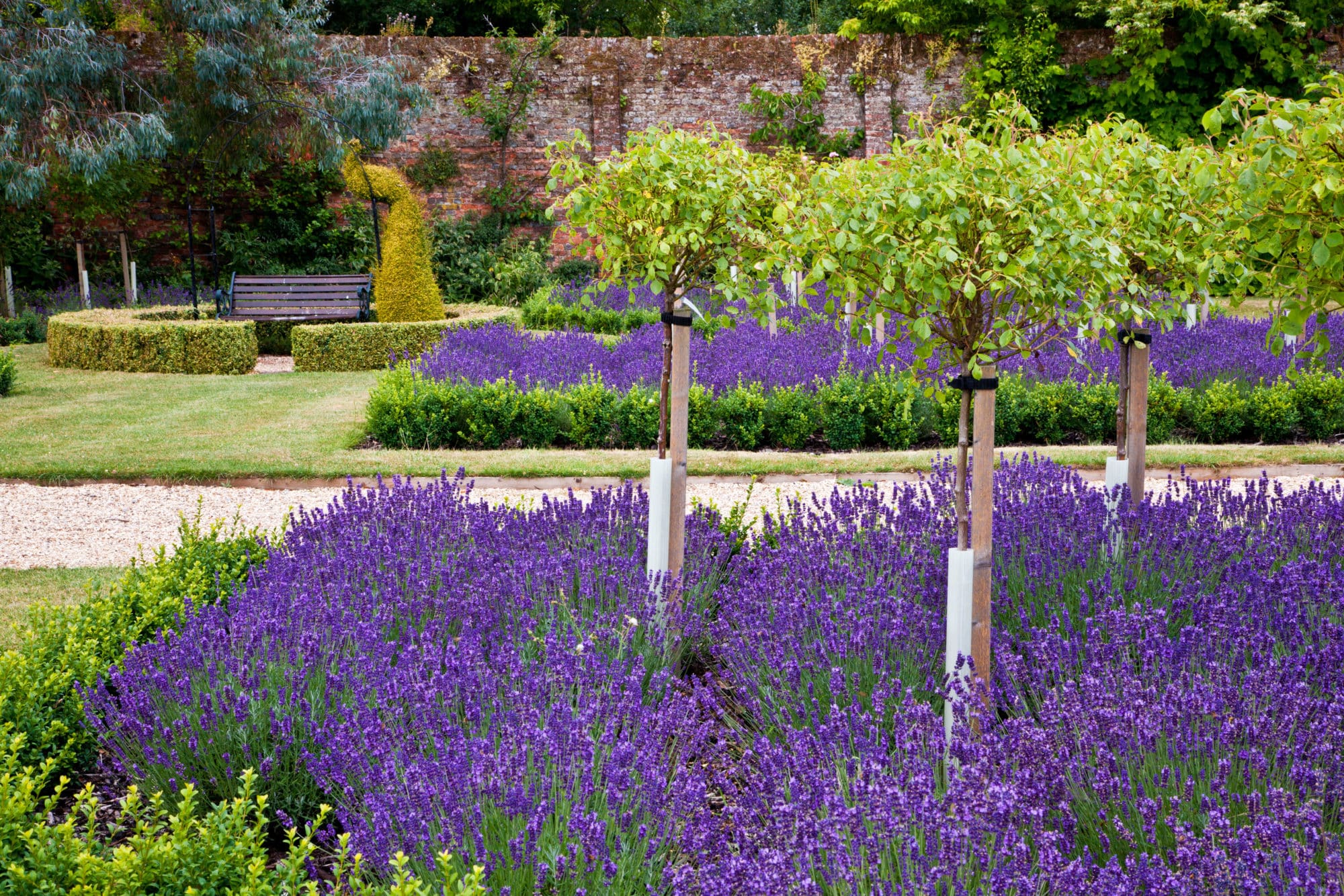 Small Hedges - Low Ornamental Hedging - Small And Dwarf Hedge Plants