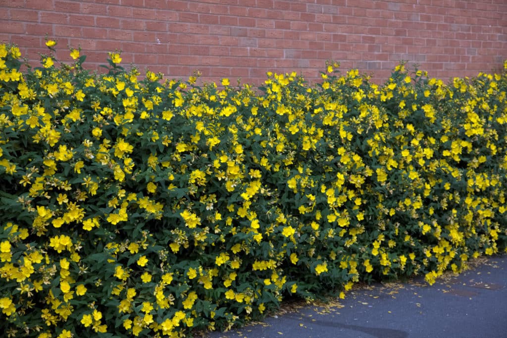 Flowering Hedges - Hedging With Flowers - Flowering Hedge Species.