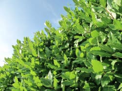 Drought Resistant Hedging - Dry Area Hedges - Dry Site Hedging Plants