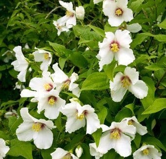 Scented Hedging - Hedges With Fragrant Flowers - Fragrant Hedge Plants