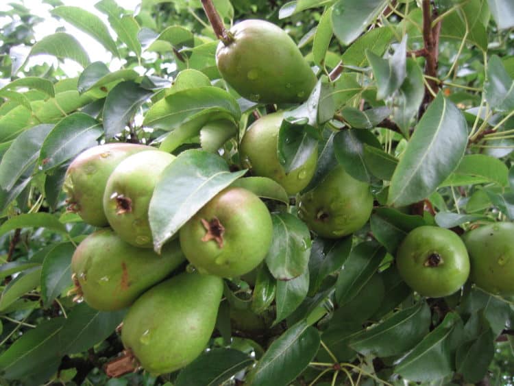 Hedges With Edible Fruits - Foraging Hedgerow - Edible Hedging