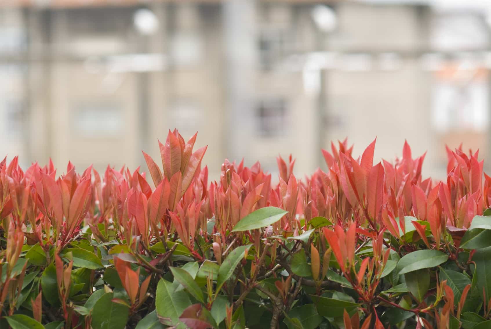 Colourful Hedging Plants - Colourful Hedge Shrubs - Colourful Hedges